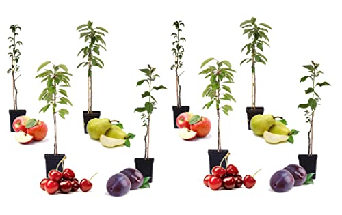 ¿Cuál es el significado de Prunus en el Reino Vegetal? | Fontaneria Lucero